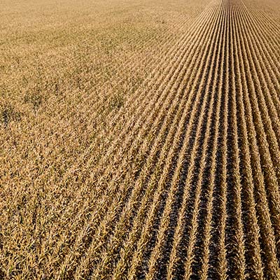 Dealing with Drought and Dry Weather in the Field and Pasture